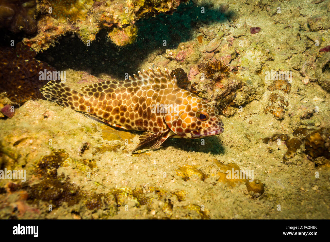 A fish on a reef near Kot Tao island Stock Photo - Alamy