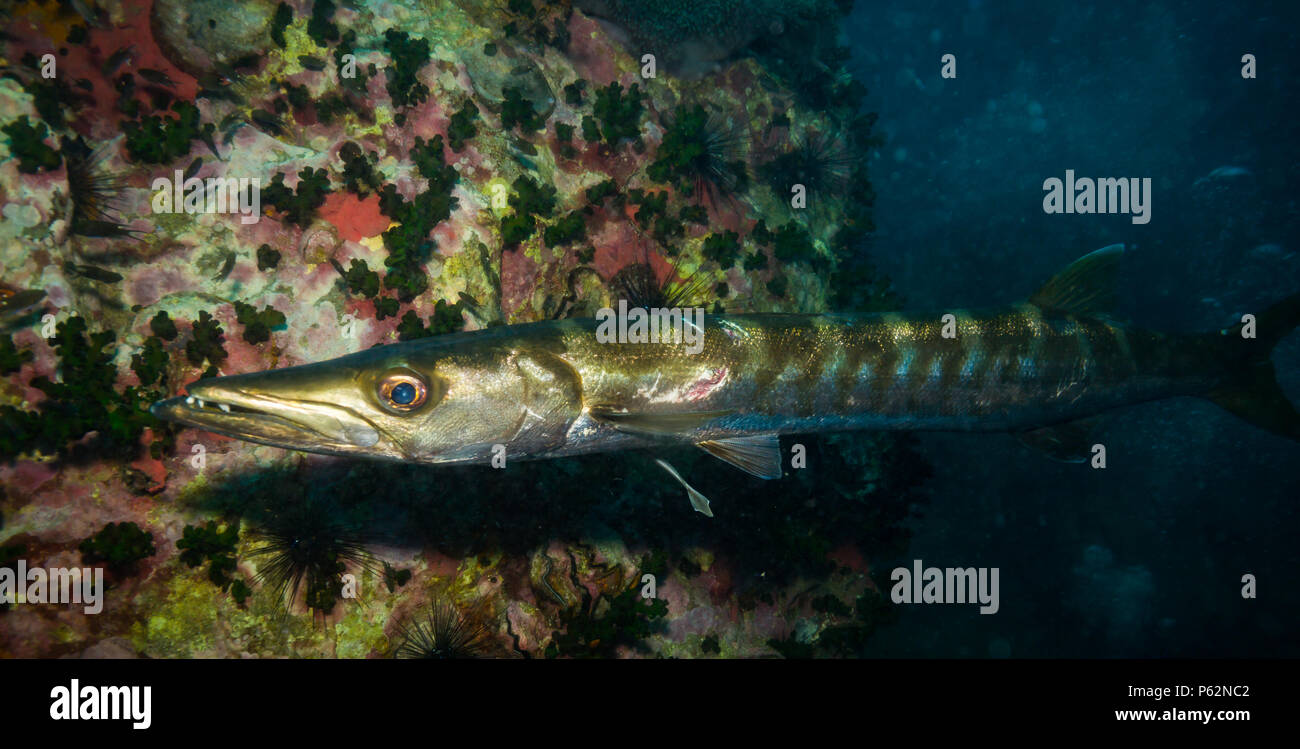 Fish silver great barracuda hi-res stock photography and images - Alamy