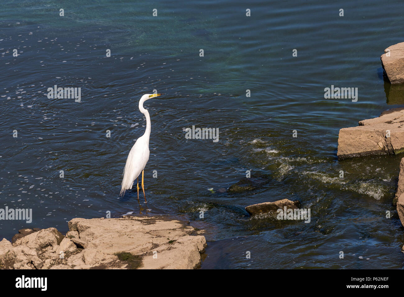 Great White Egret wading in shallow water of coastal estuary. Great ...