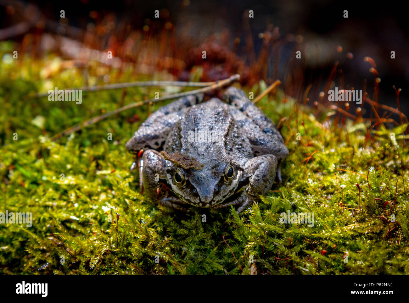 European Common Frog. Frog. Common Frog Rana temporaria . Forest brown ...