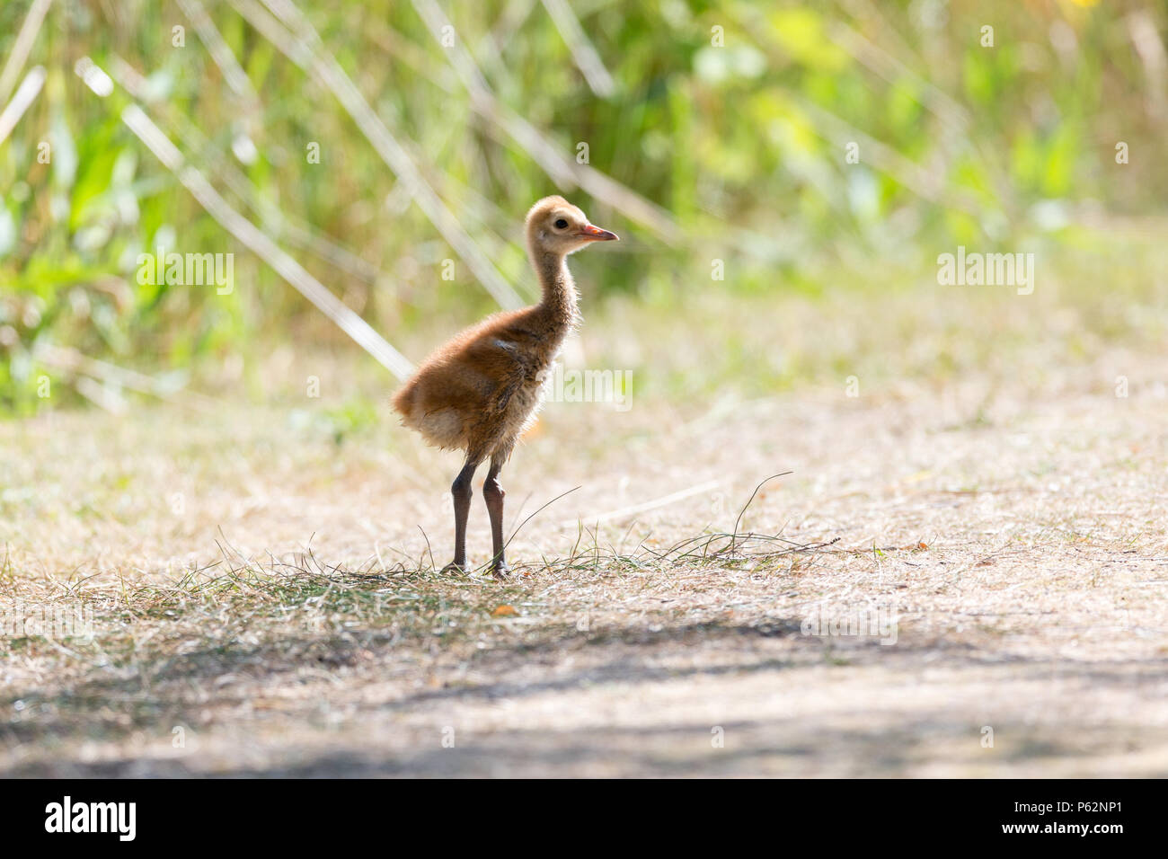 11 days sandhill crane baby at Reifel Bird Sanctuary, Vancouver BC ...