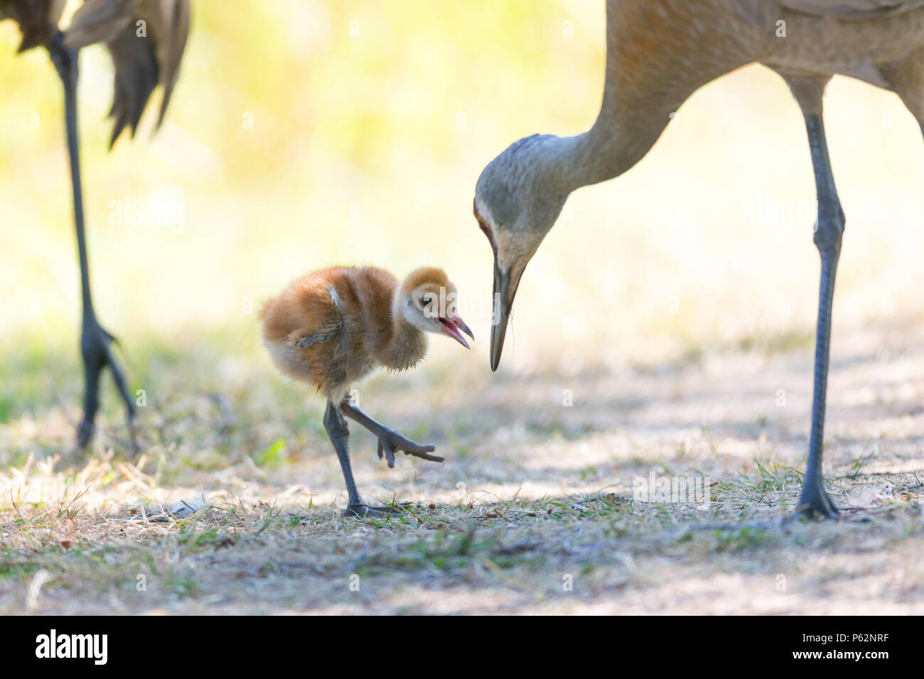 11 days sandhill crane baby at Reifel Bird Sanctuary, Vancouver BC ...