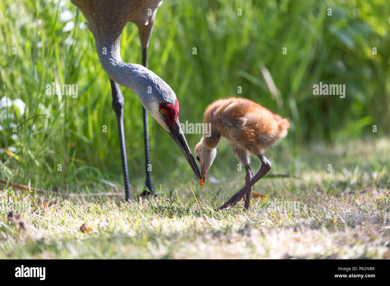13 days sandhill crane baby at Reifel Bird Sanctuary, Vancouver BC ...