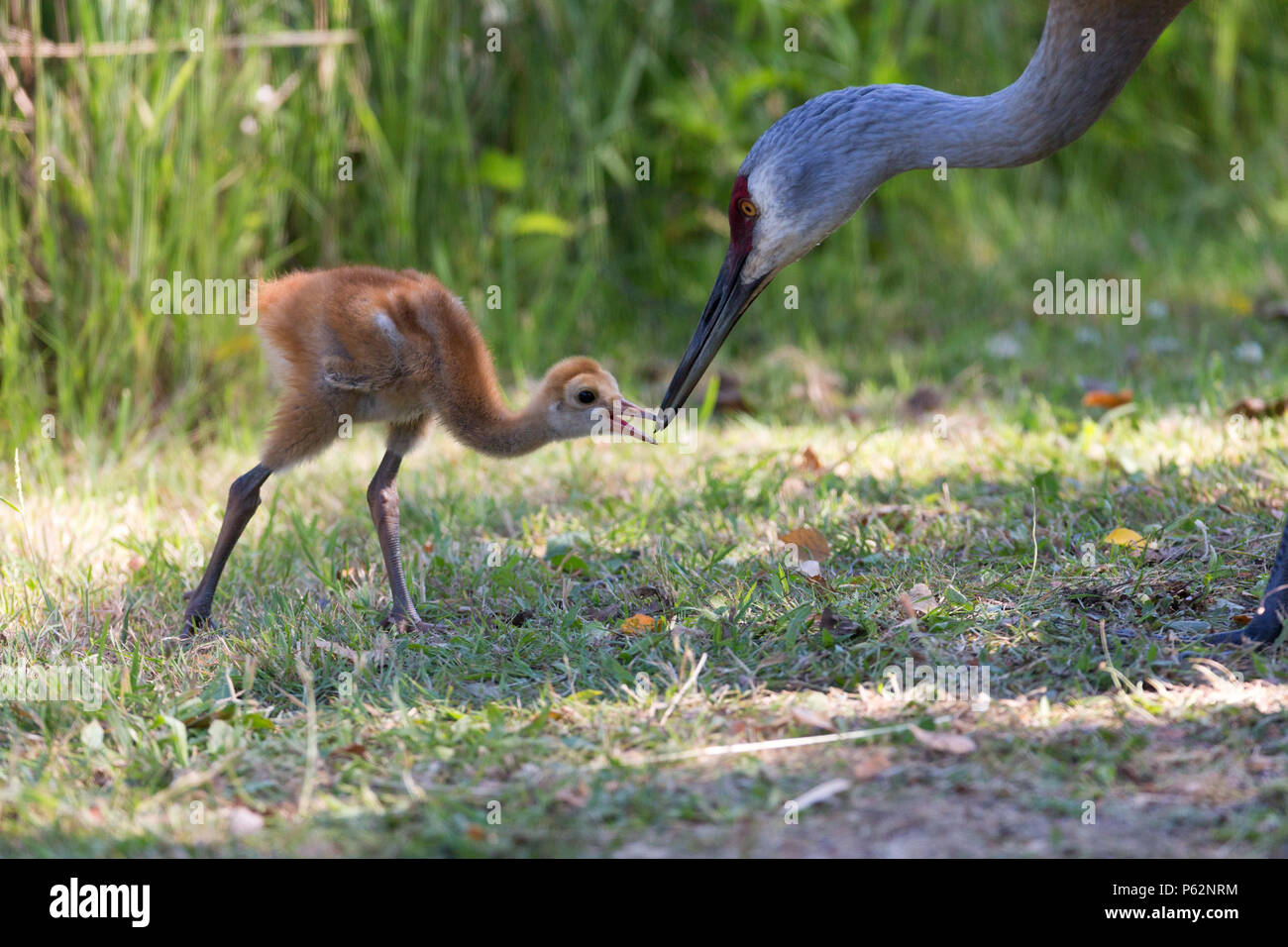13 days sandhill crane baby at Reifel Bird Sanctuary, Vancouver BC ...