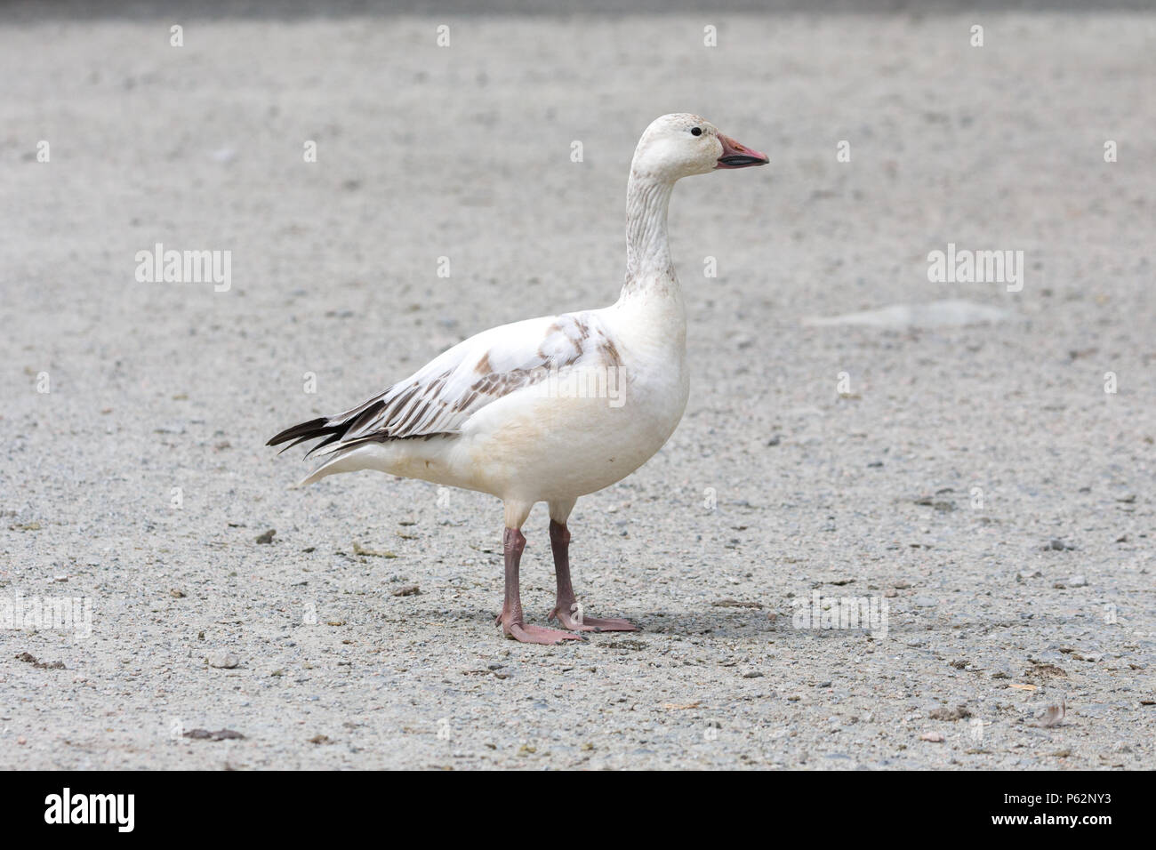 white snow goose at burnaby lake park , Vancouver BC Canada Stock Photo ...
