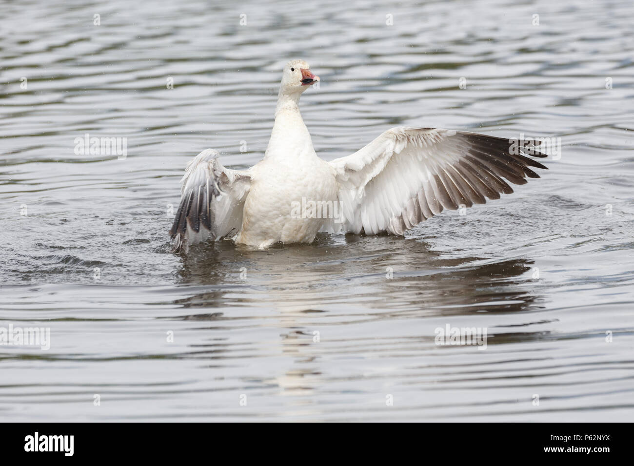 white snow goose at burnaby lake park , Vancouver BC Canada Stock Photo ...