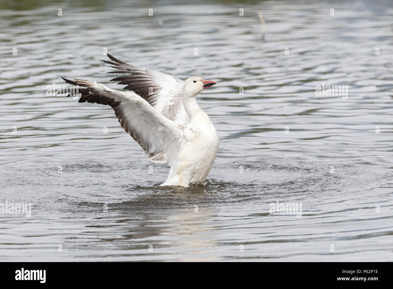 white snow goose at burnaby lake park , Vancouver BC Canada Stock Photo ...