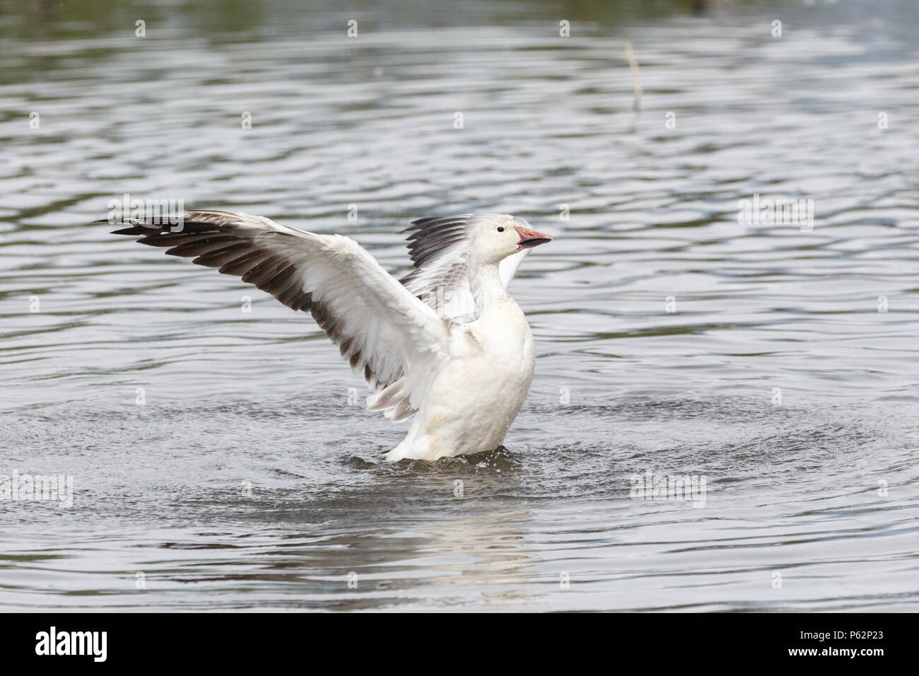 white snow goose at burnaby lake park , Vancouver BC Canada Stock Photo ...