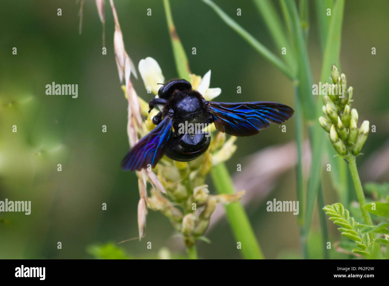 Xylocopa violacea, the violet carpenter bee Stock Photo - Alamy