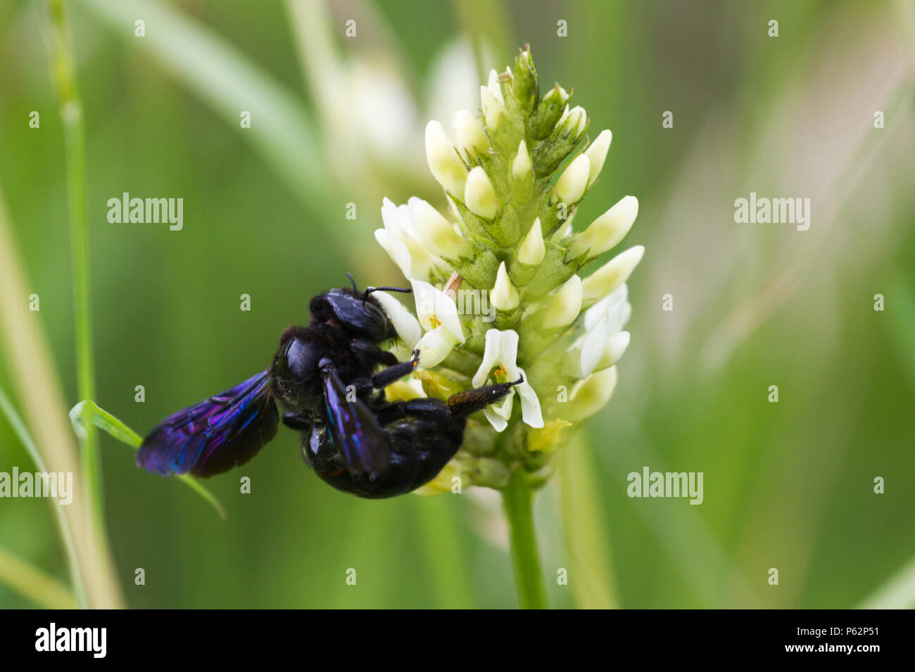 Xylocopa violacea, the violet carpenter bee Stock Photo - Alamy