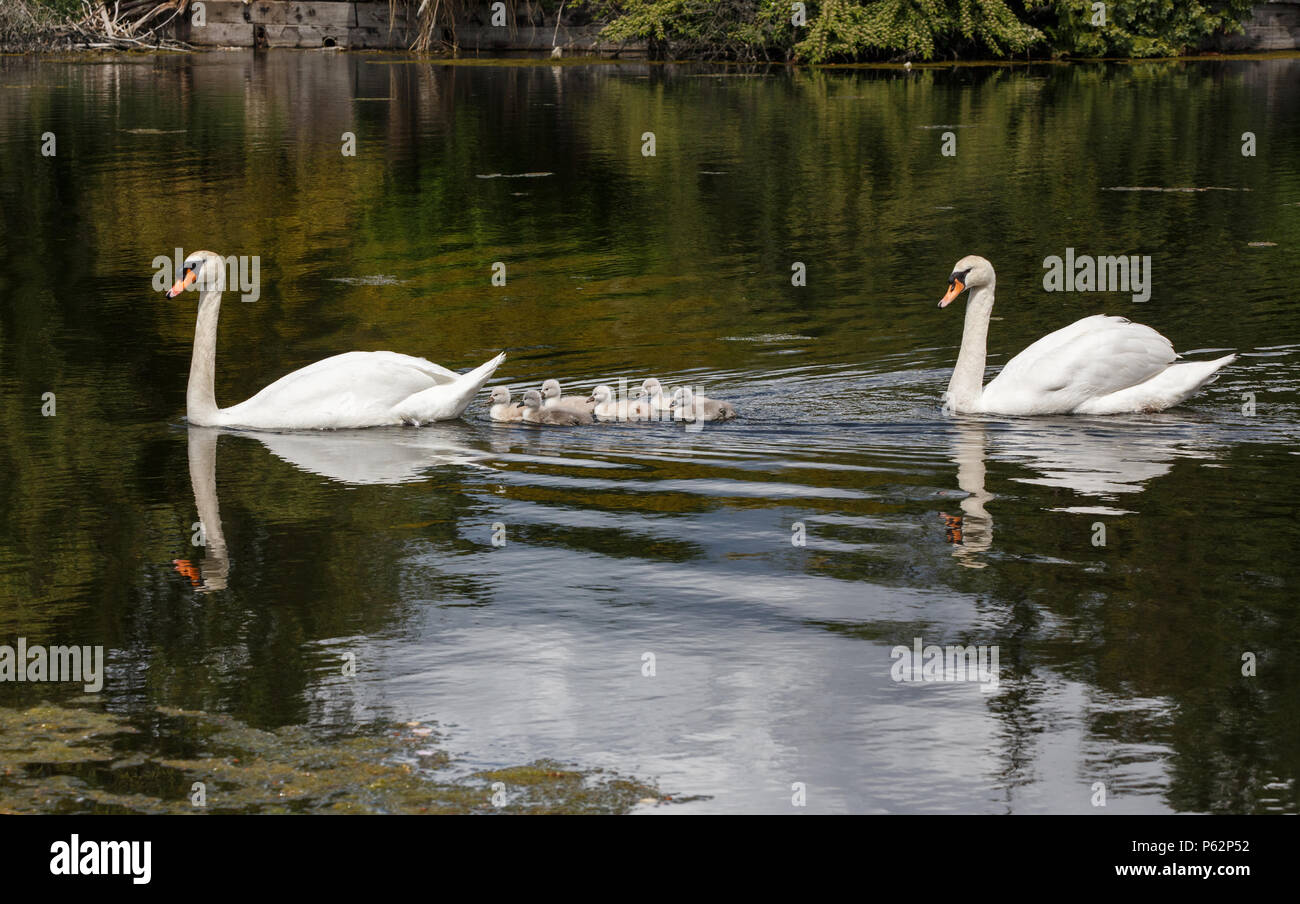Mute swan baby at Ambleside Park, Vancouver BC Canada Stock Photo - Alamy