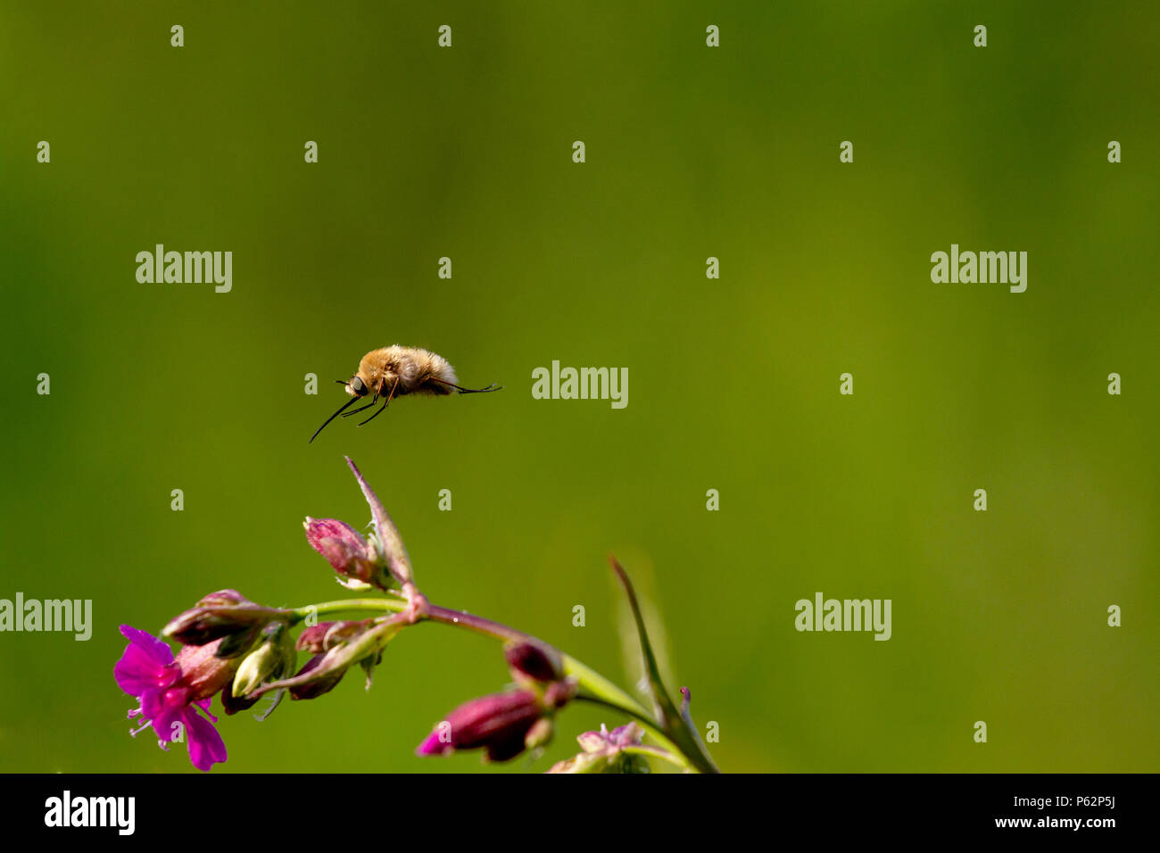Rare forest insect with a long proboscis flies on a flower to pollinate ...