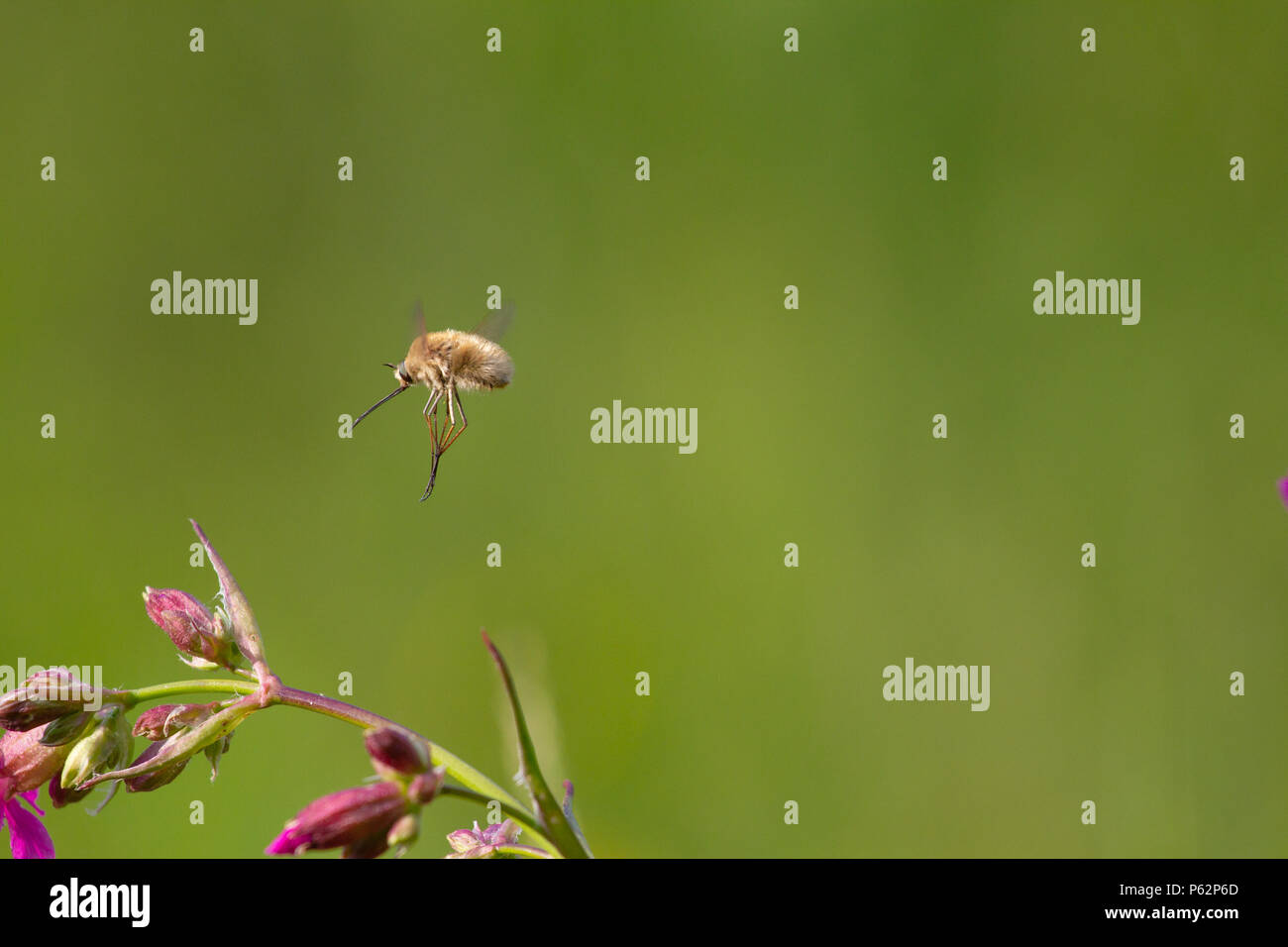 Aircraft Nose Legs High Resolution Stock Photography and Images - Alamy