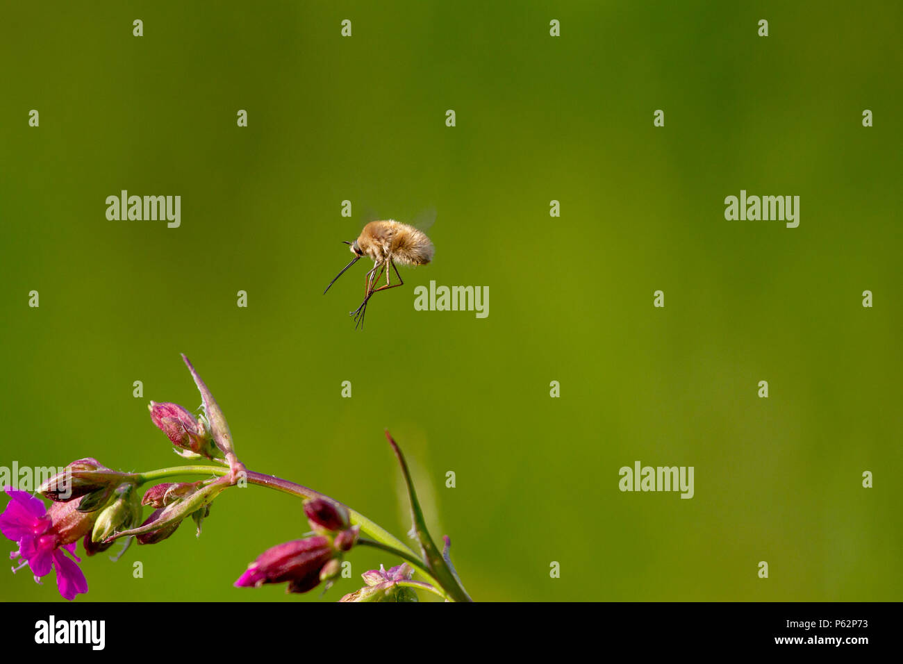 Rare forest insect with a long proboscis flies on a flower to pollinate ...