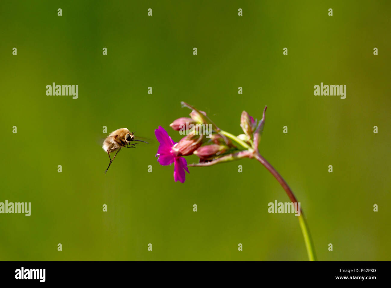 Bee - bombylius major on green background. Pollinate flower. Bee with ...