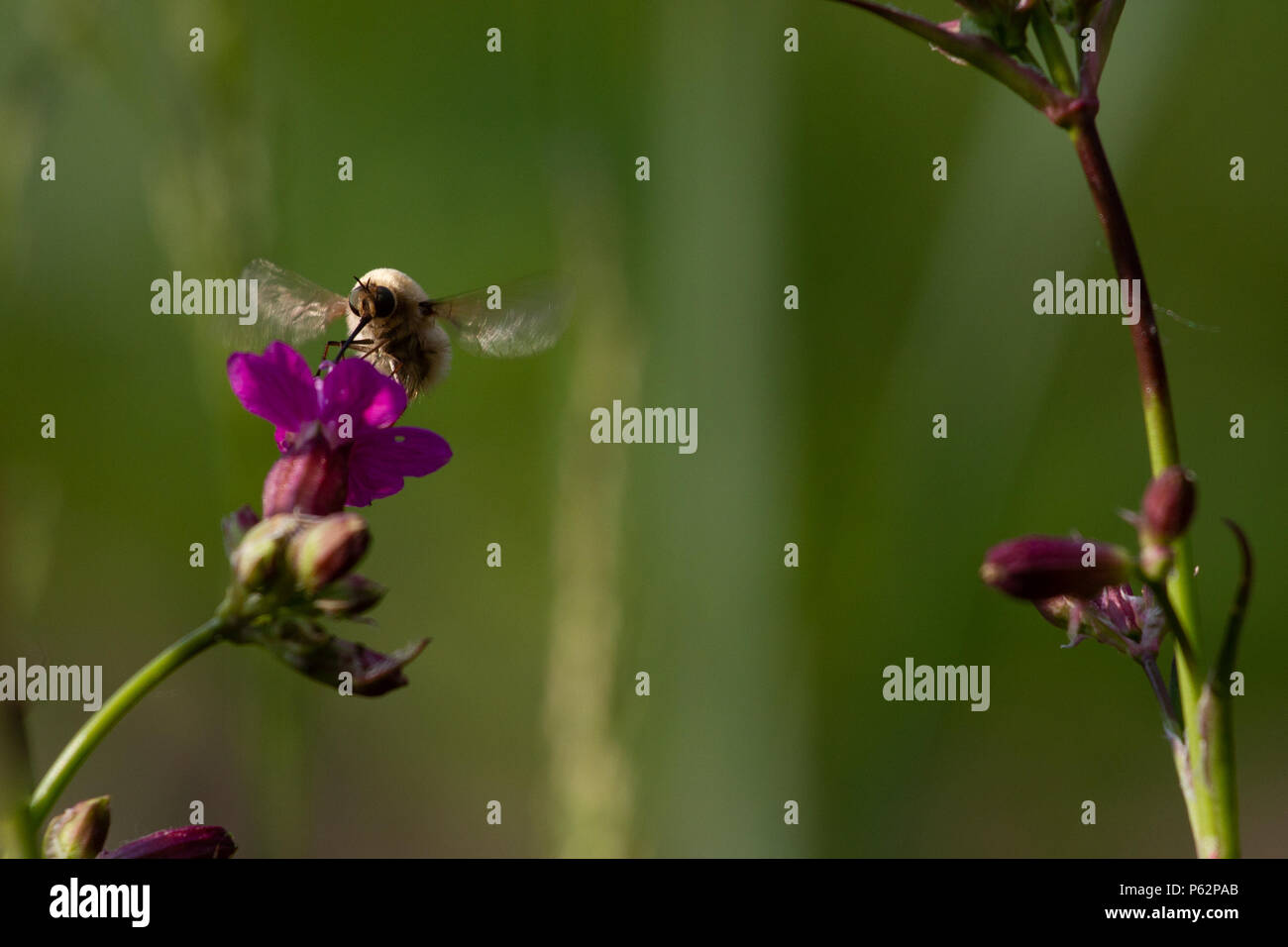 Bee - bombylius major on green background. Pollinate flower. Bee with ...
