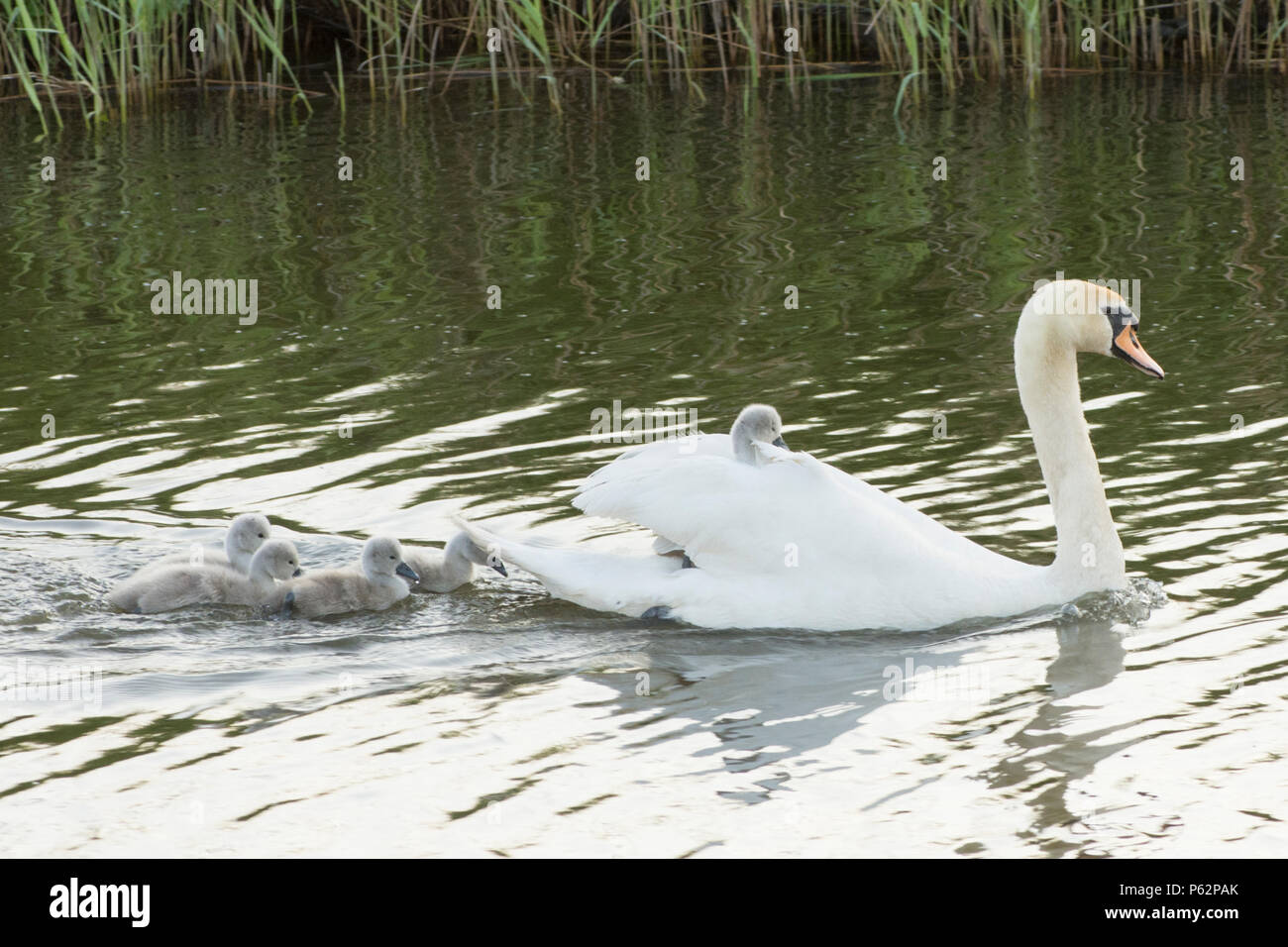 Mother and baby swans hi-res stock photography and images - Alamy