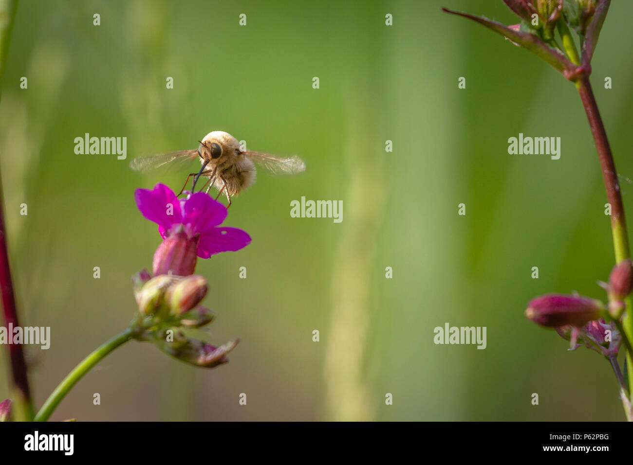 Bee - bombylius major on green background. Pollinate flower. Bee with ...