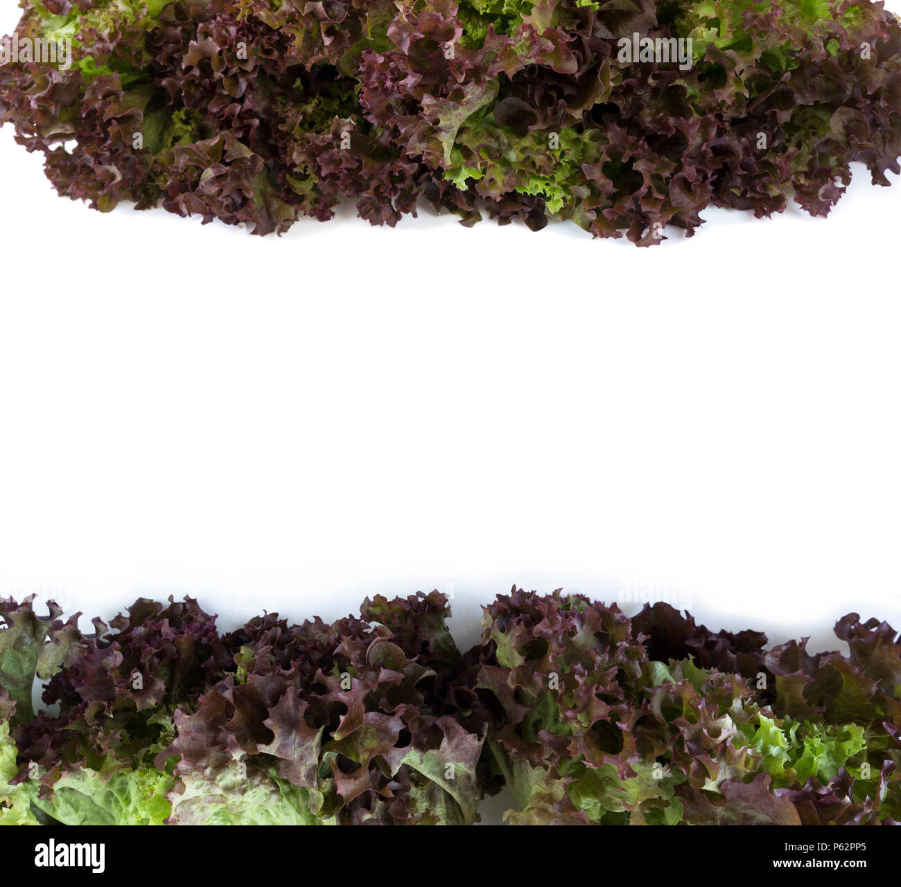 Top view. Lettuce at border of image with copy space for text. Red ...
