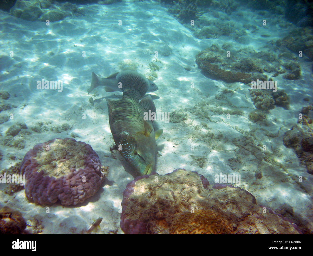 Big fish playing Stock Photo - Alamy