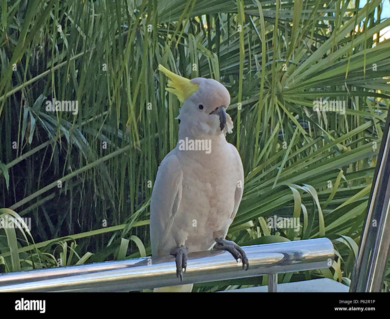 Cockatoo queensland hi-res stock photography and images - Alamy