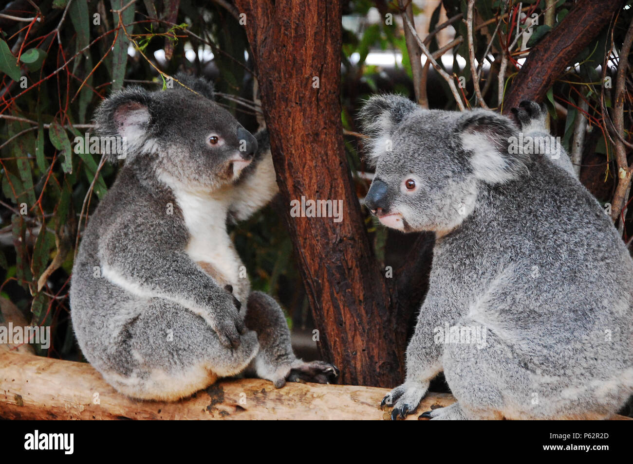 Australian koala outdoors in eucalyptus hi-res stock photography and ...