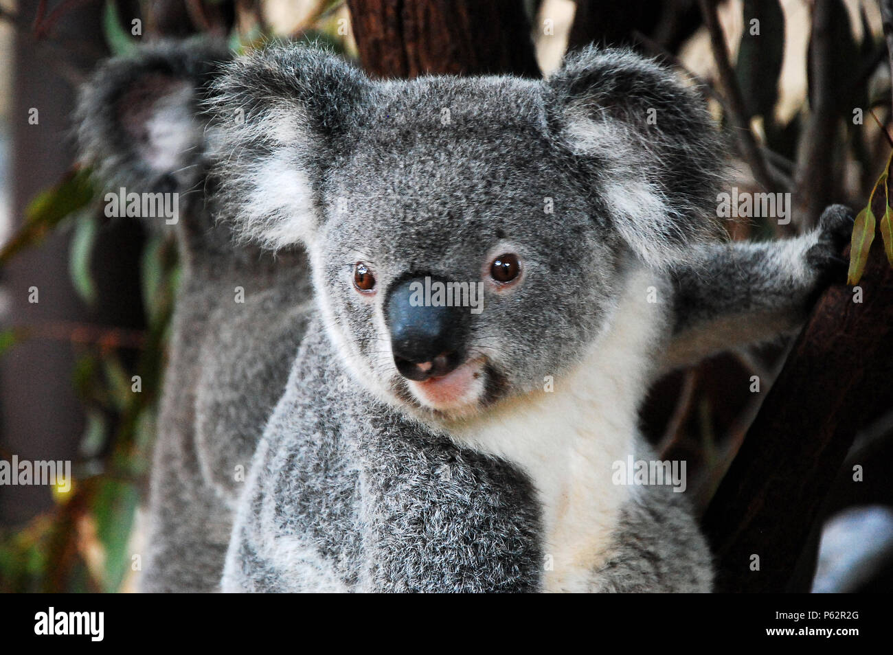 Koala portrait hi-res stock photography and images - Alamy