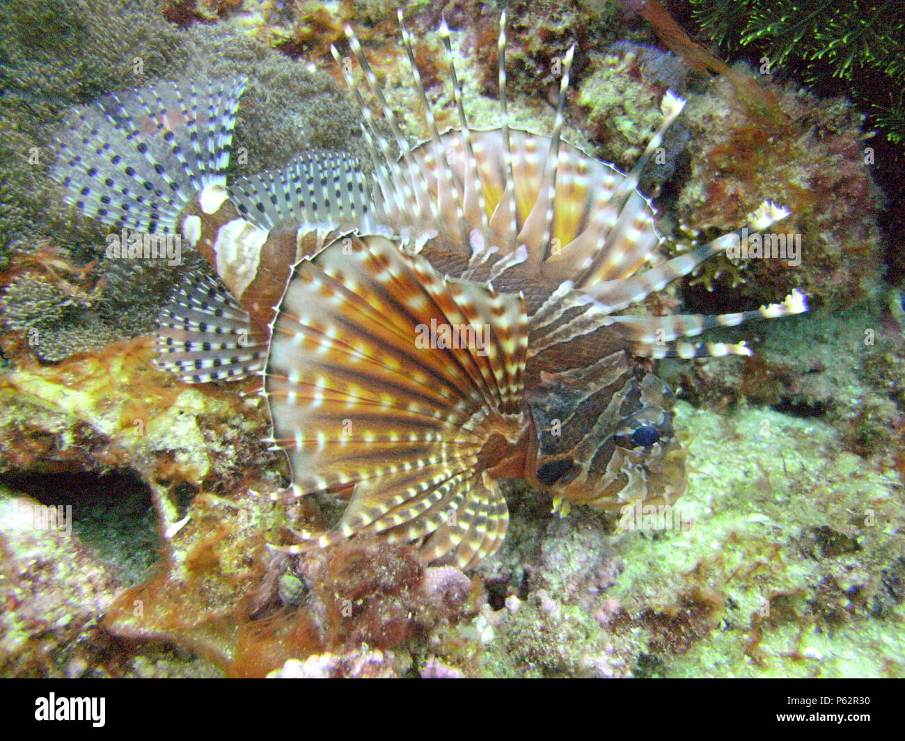 Great barrier reef fish colorful hi-res stock photography and images ...