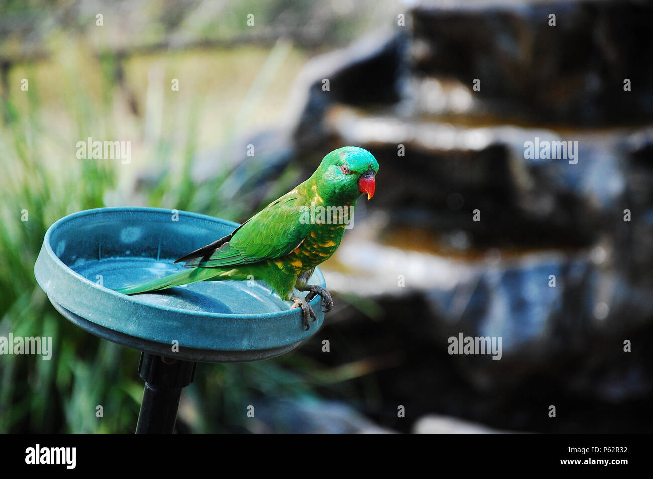 Beautiful rainbow lorikeet parrots hi-res stock photography and images ...