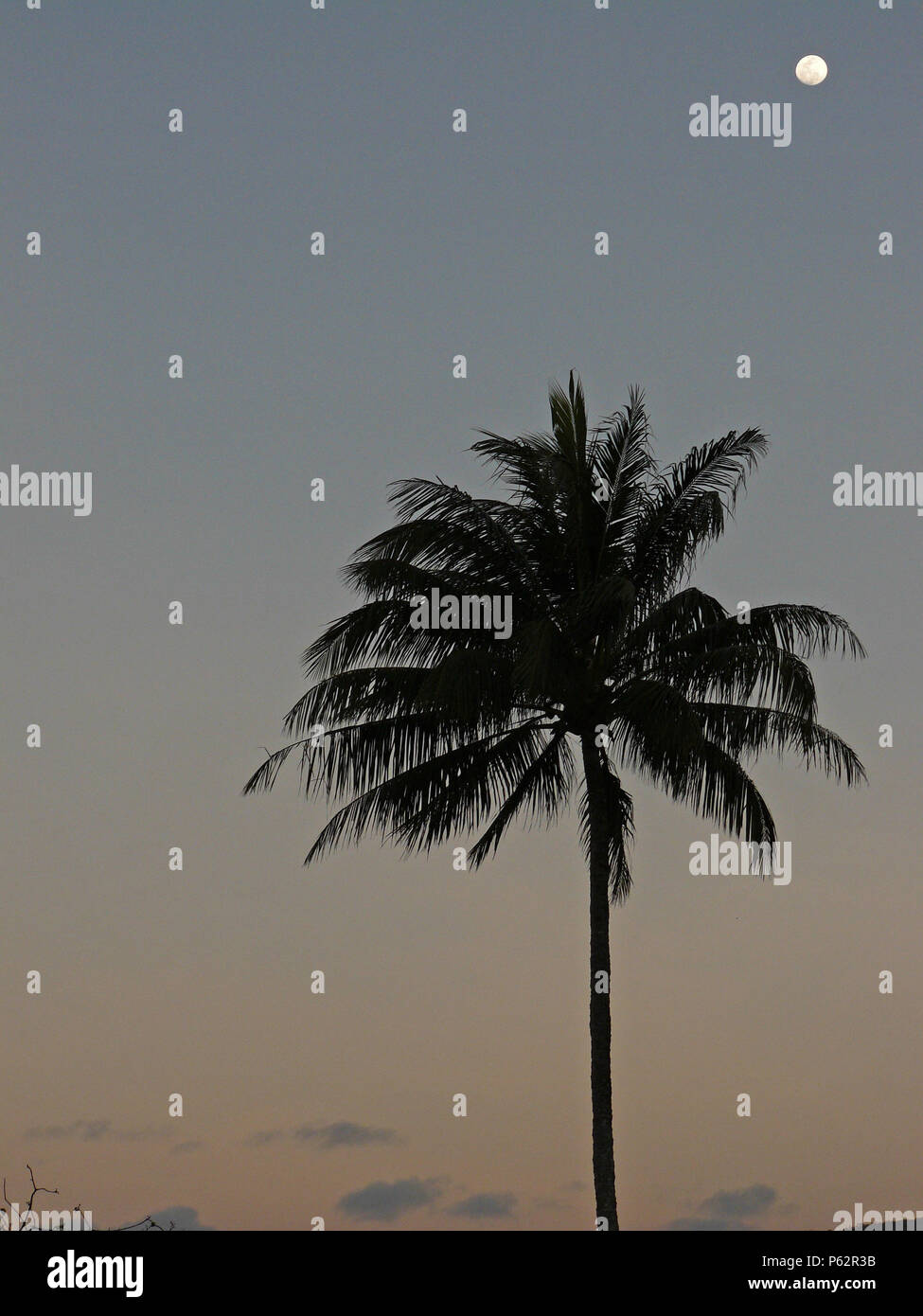 Moon over a palm tree Stock Photo - Alamy
