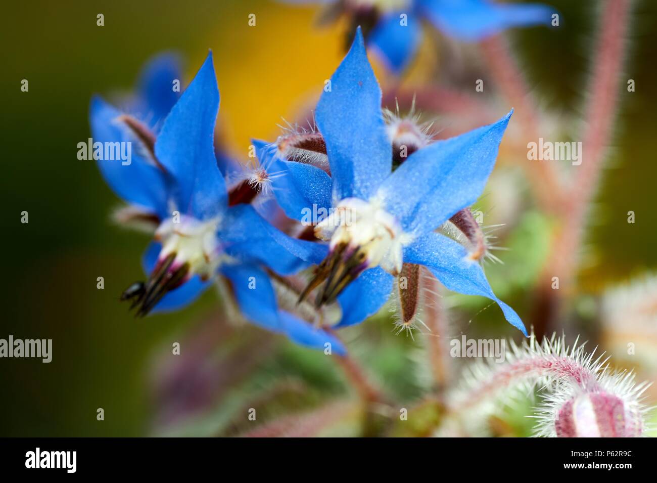 Close up photo of wild borage, Borago officinalis, flowers in a spring ...