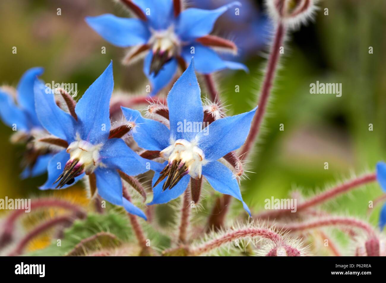 Close up photo of wild borage, Borago officinalis, flowers in a spring ...