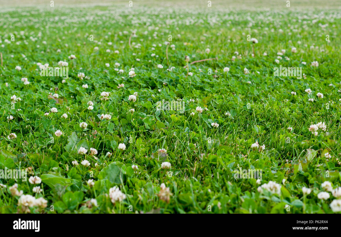 field of clovers in summer. background, nature Stock Photo - Alamy