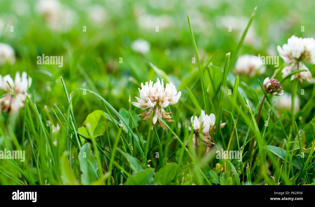 field of clovers in summer. background, nature Stock Photo - Alamy