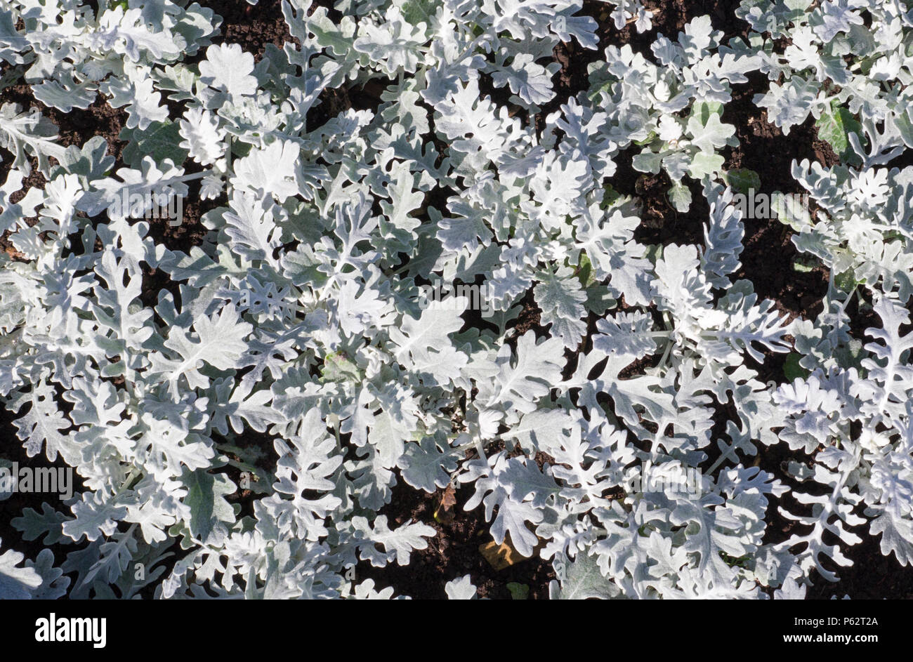 gray garden plant background, cineraria. nature Stock Photo - Alamy