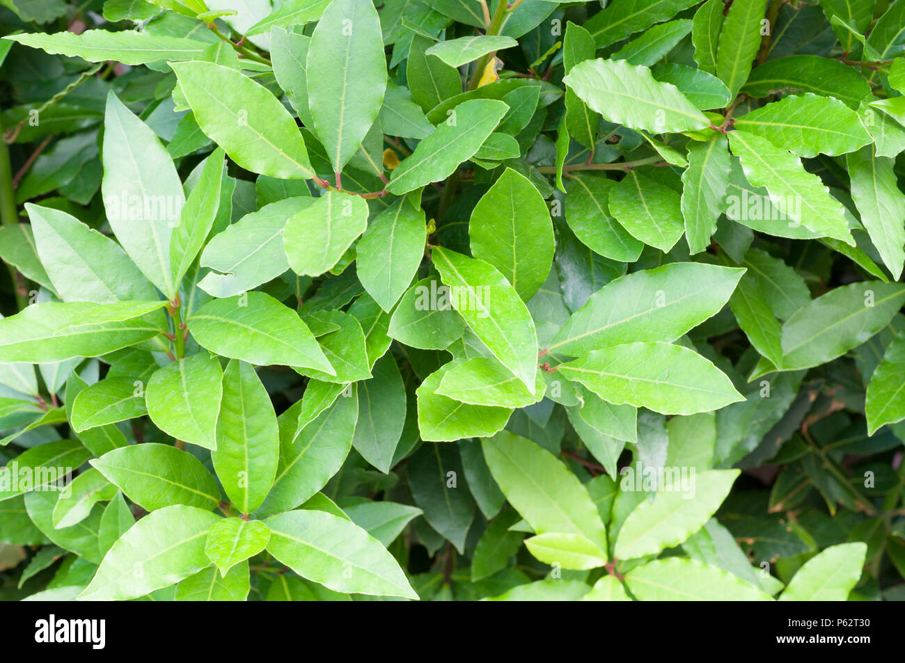 summer green leaves texture. background, nature Stock Photo - Alamy