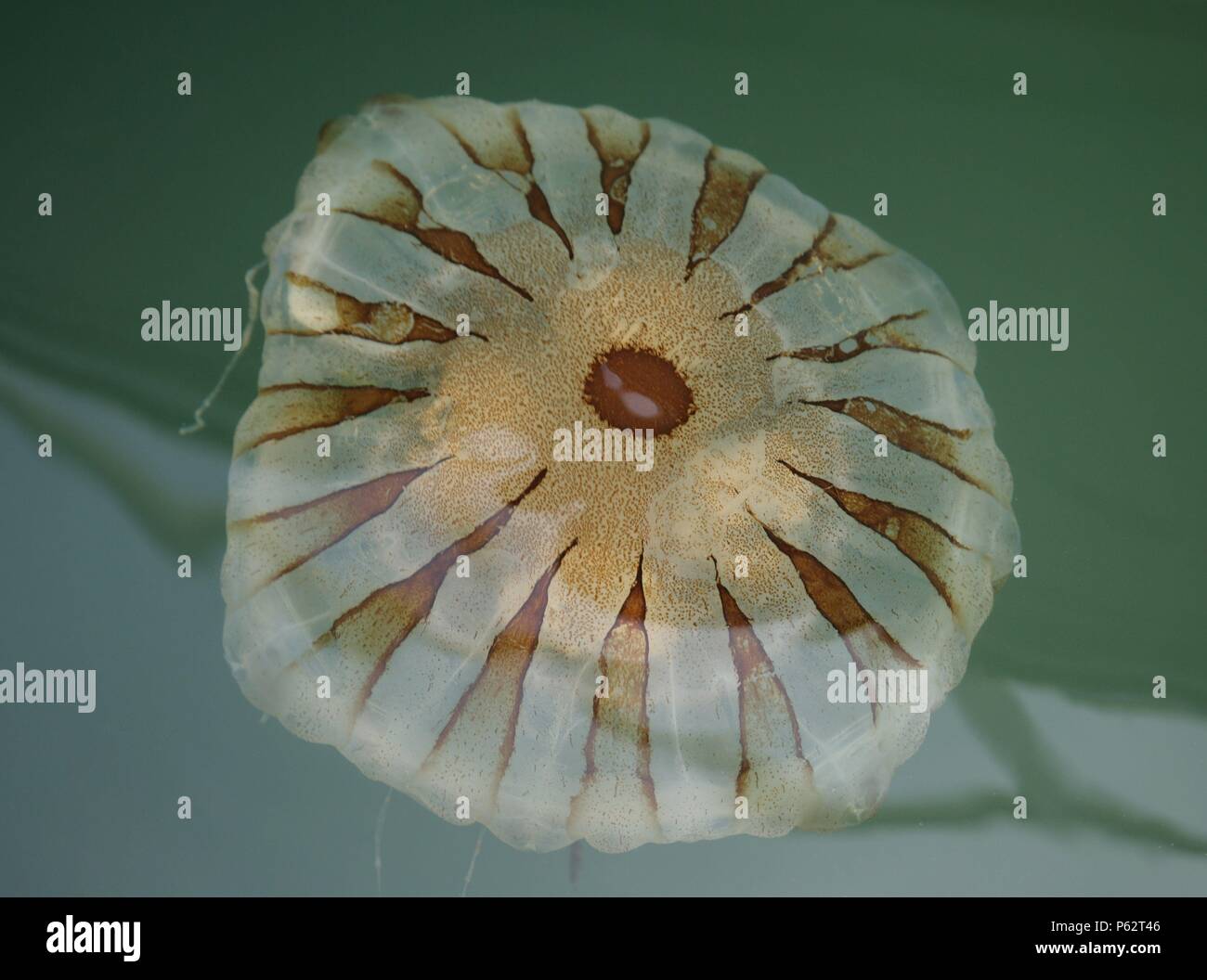 Gelatinous zooplankton hi-res stock photography and images - Alamy
