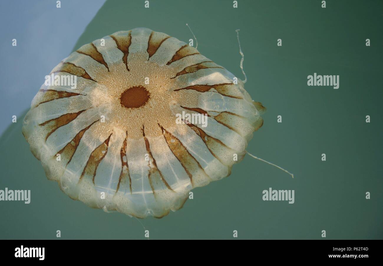 Nematocyst of jellyfish hi-res stock photography and images - Alamy