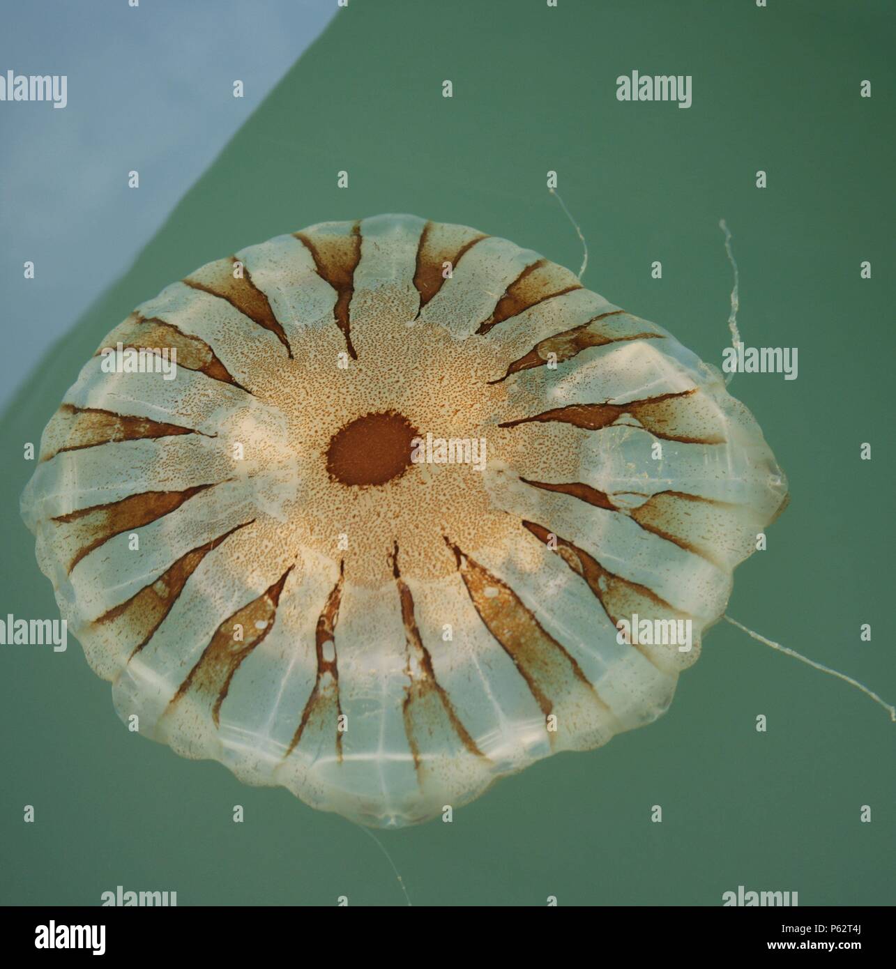 Nematocyst of jellyfish hi-res stock photography and images - Alamy