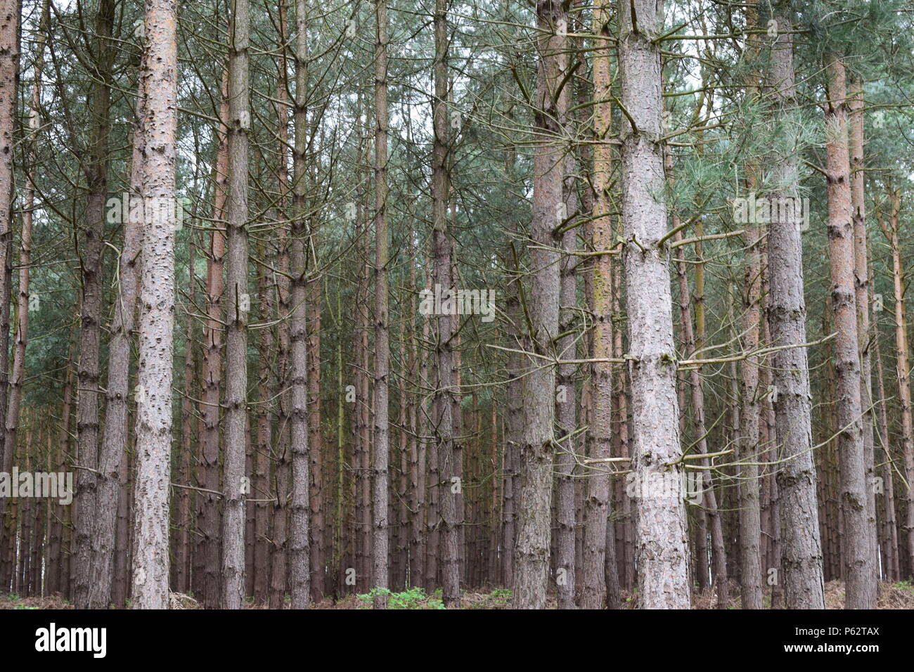 Wild trees hi-res stock photography and images - Alamy