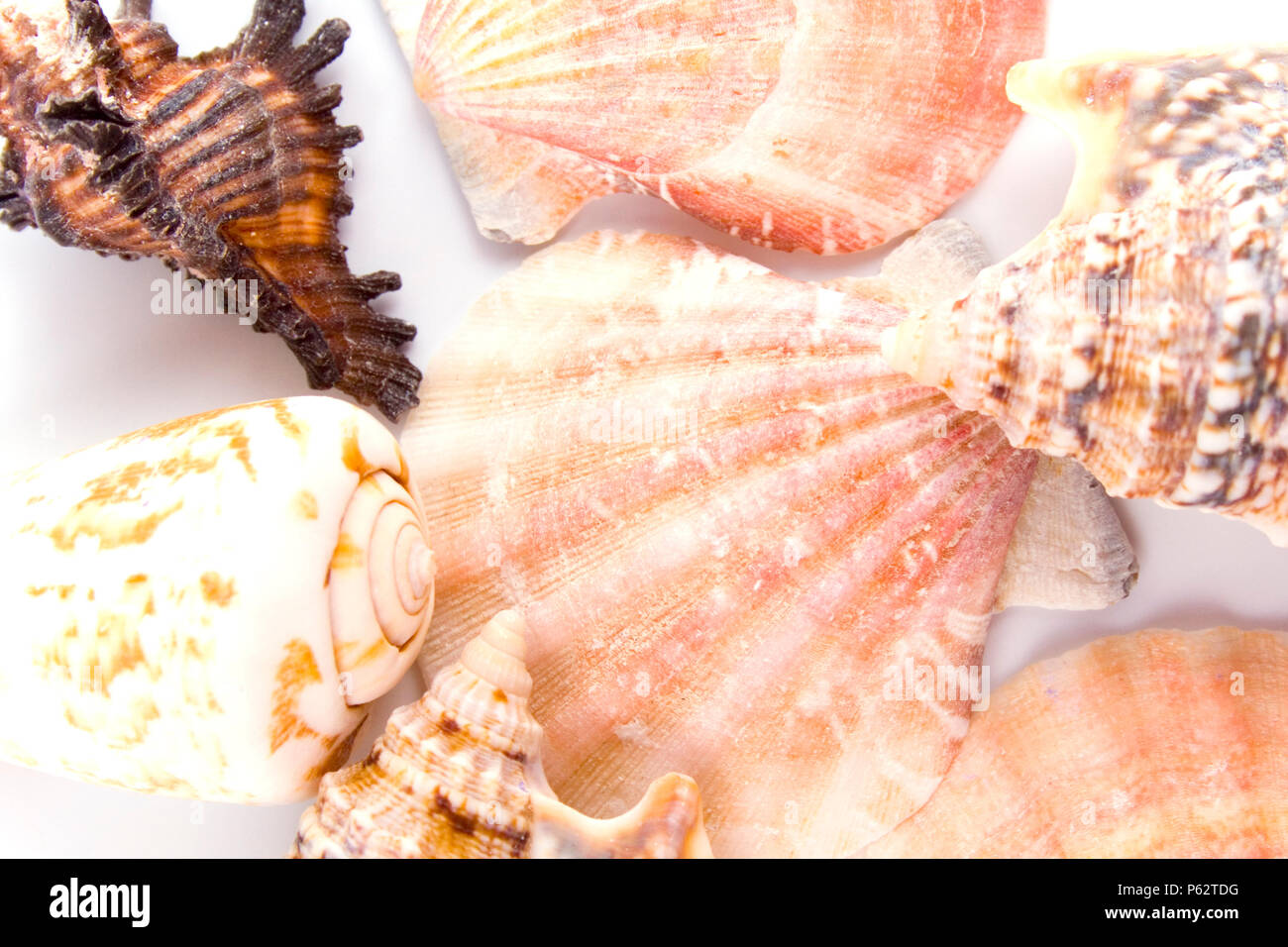 various kinds of shells background Stock Photo - Alamy