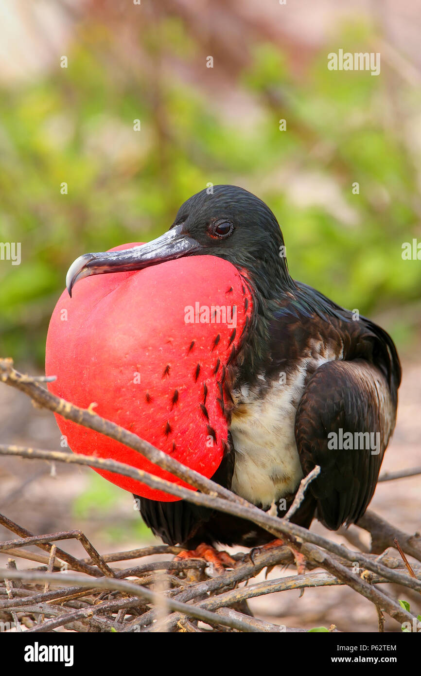 Male Magnificent Frigatebird (Fregata magnificens) with inflated gular ...