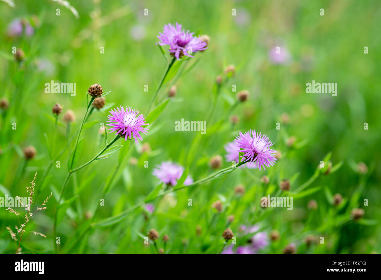 Knapweed grass hi-res stock photography and images - Alamy