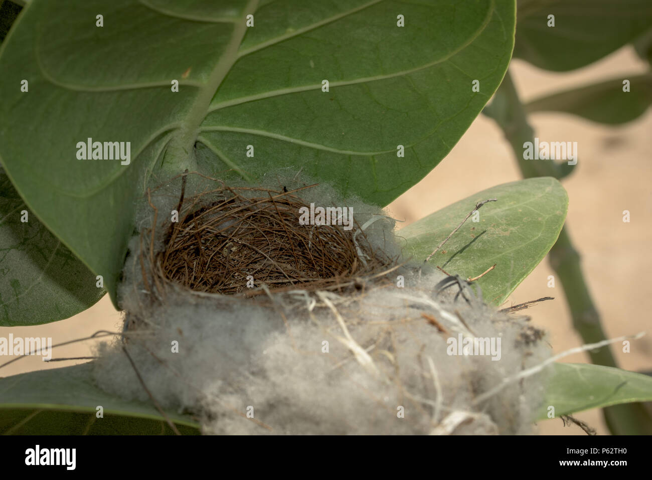Giant bird nest hi-res stock photography and images - Alamy