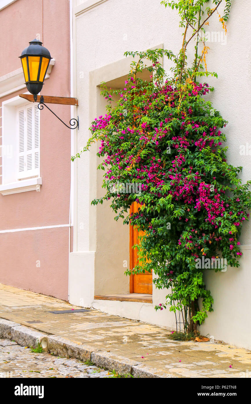 Close-up o a building with a street lamp and bougainvillea tree in ...