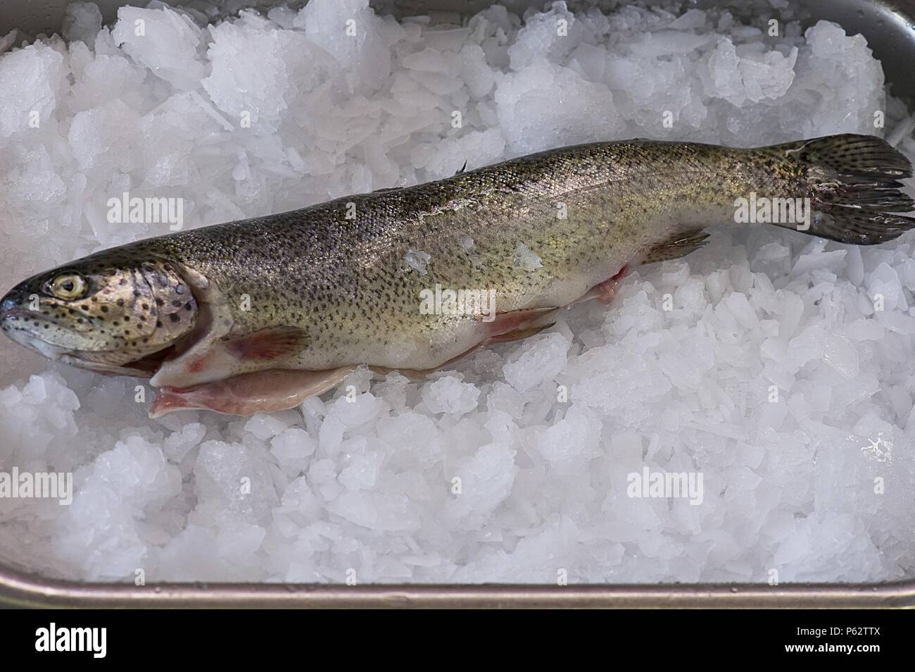 Pet fish foods hi-res stock photography and images - Alamy