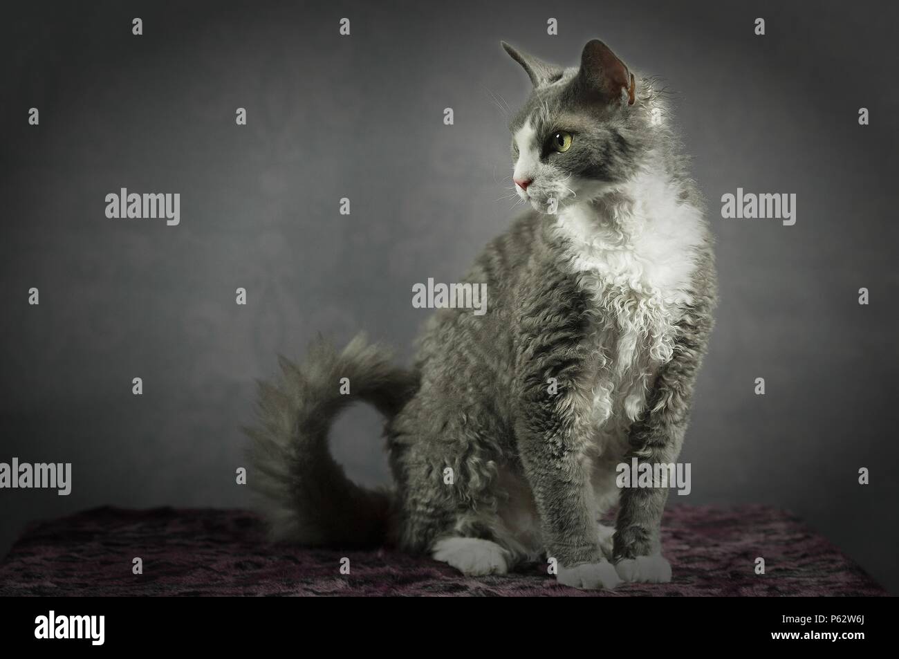 sitting Devon Rex Stock Photo - Alamy