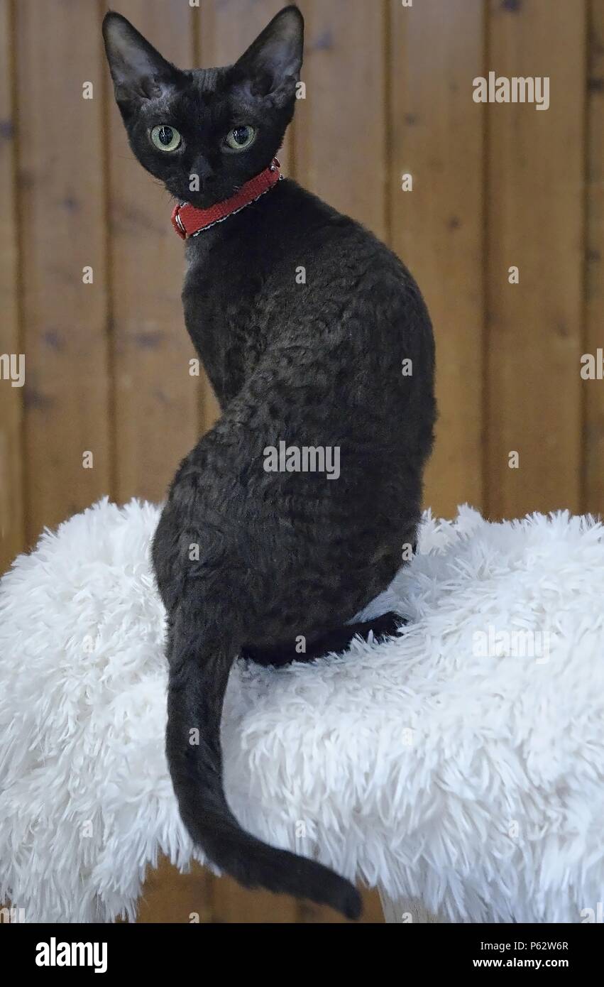 sitting Devon Rex Stock Photo - Alamy