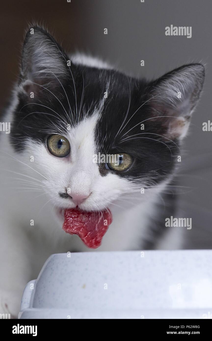 eating domestic cat Stock Photo - Alamy