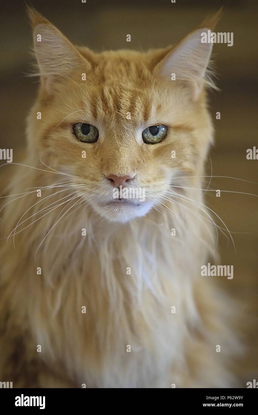 Maine Coon Portrait Stock Photo - Alamy